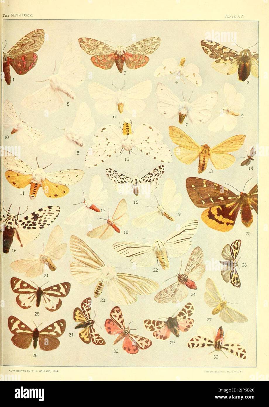 The moth book Stock Photo - Alamy