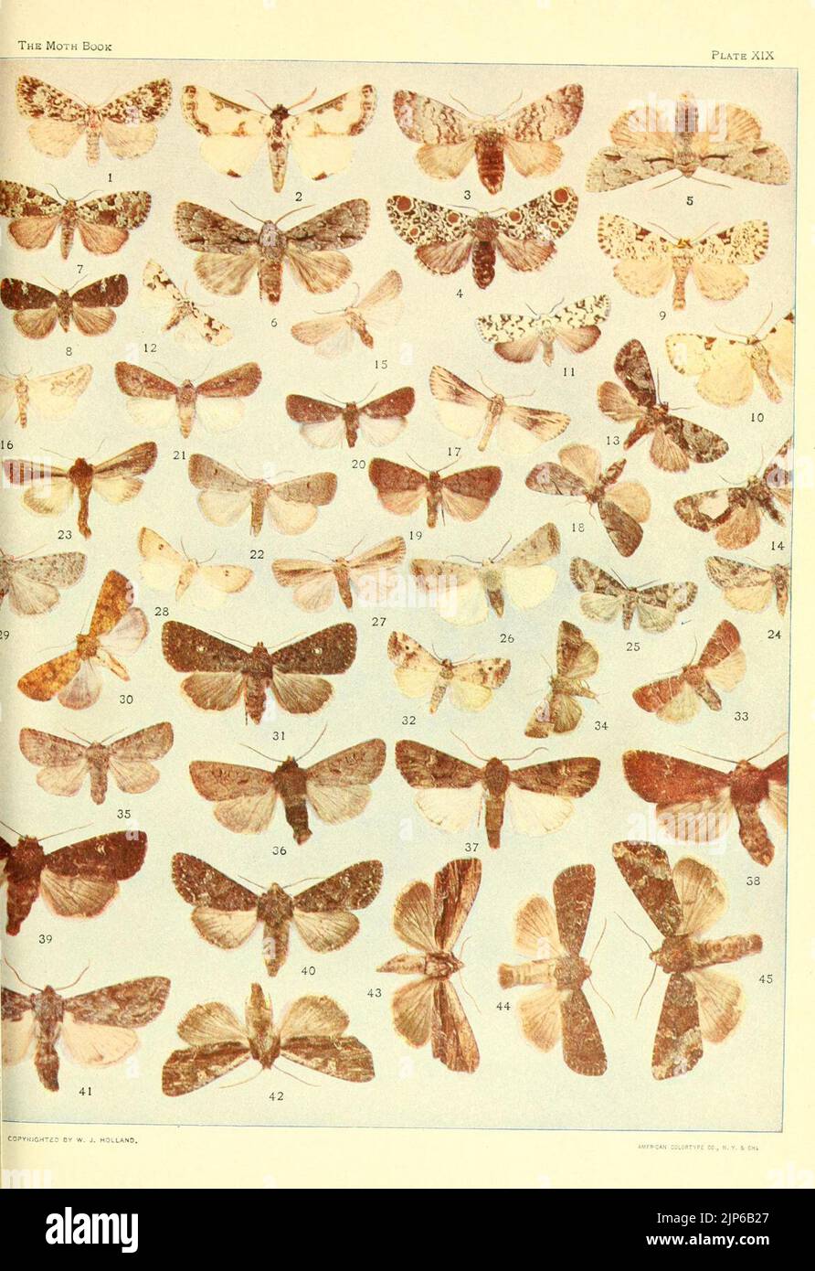The moth book Stock Photo - Alamy