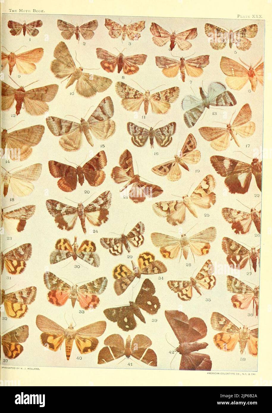 The moth book Stock Photo - Alamy