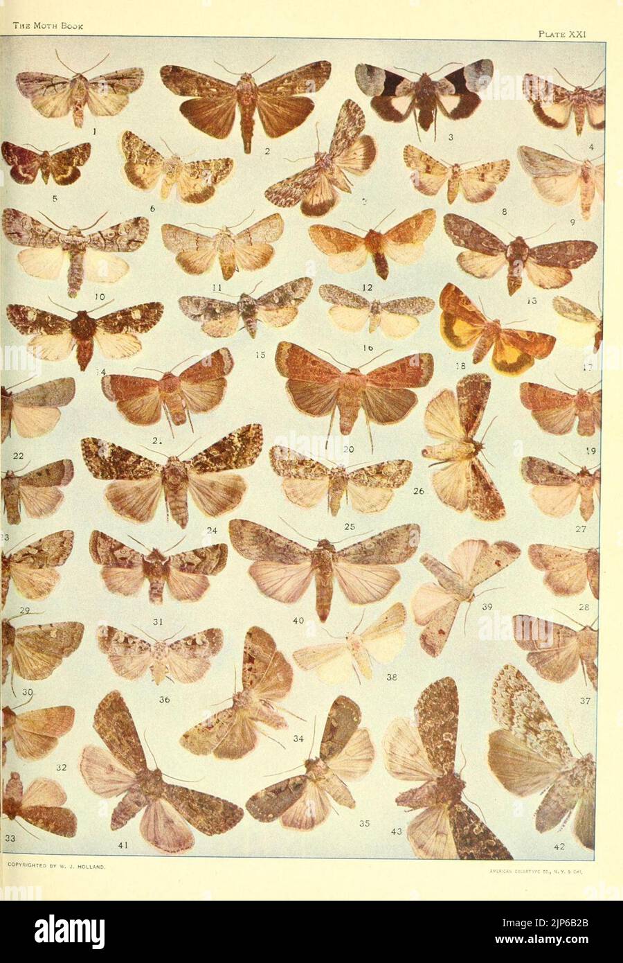 The moth book Stock Photo - Alamy