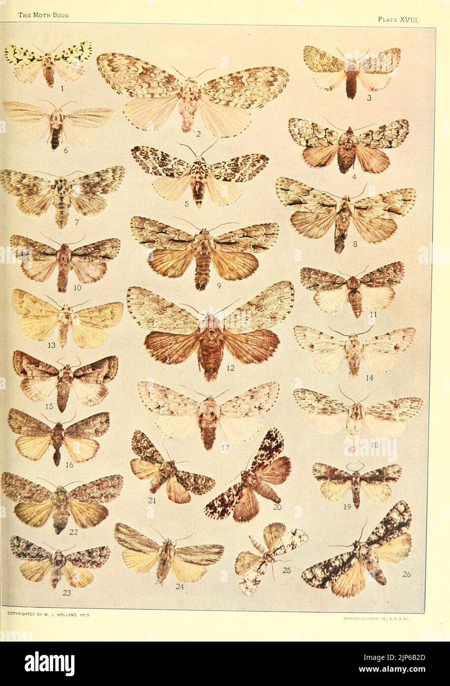 The moth book Stock Photo - Alamy