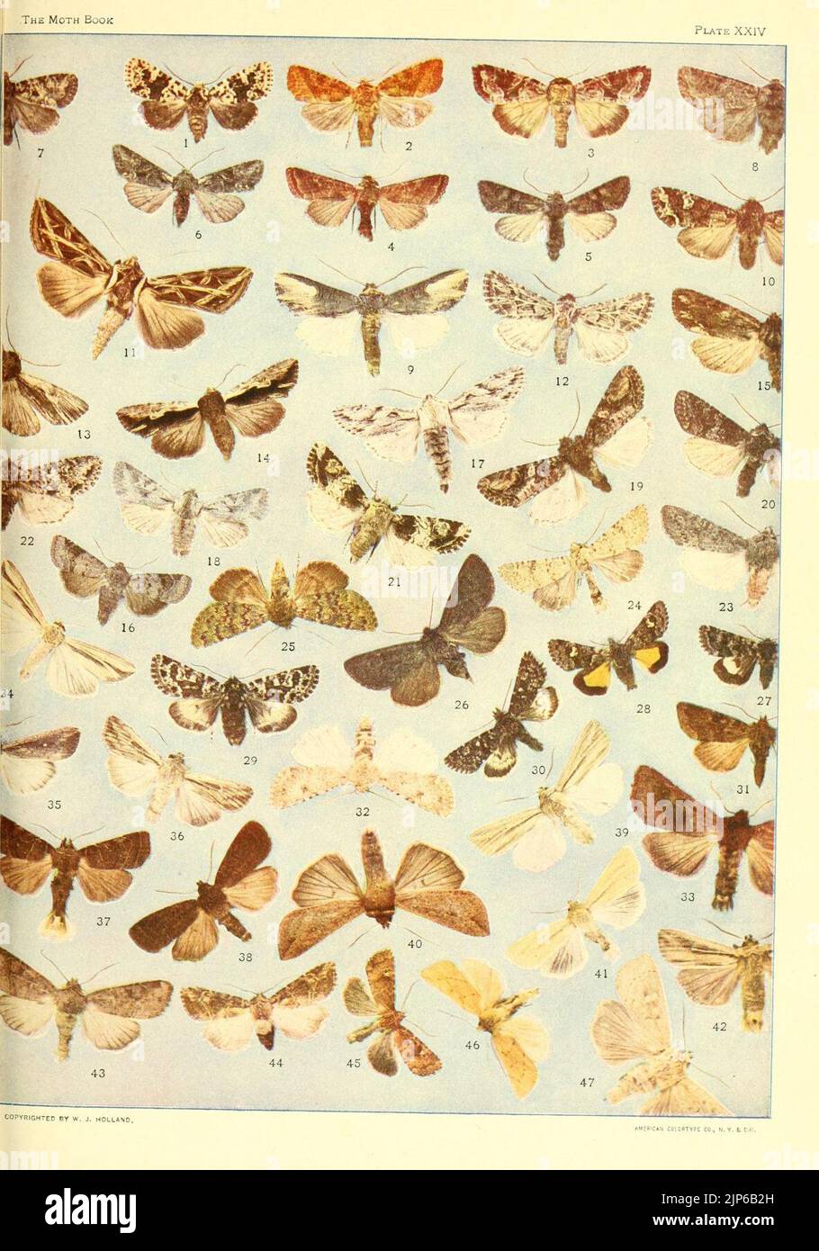 The moth book Stock Photo - Alamy