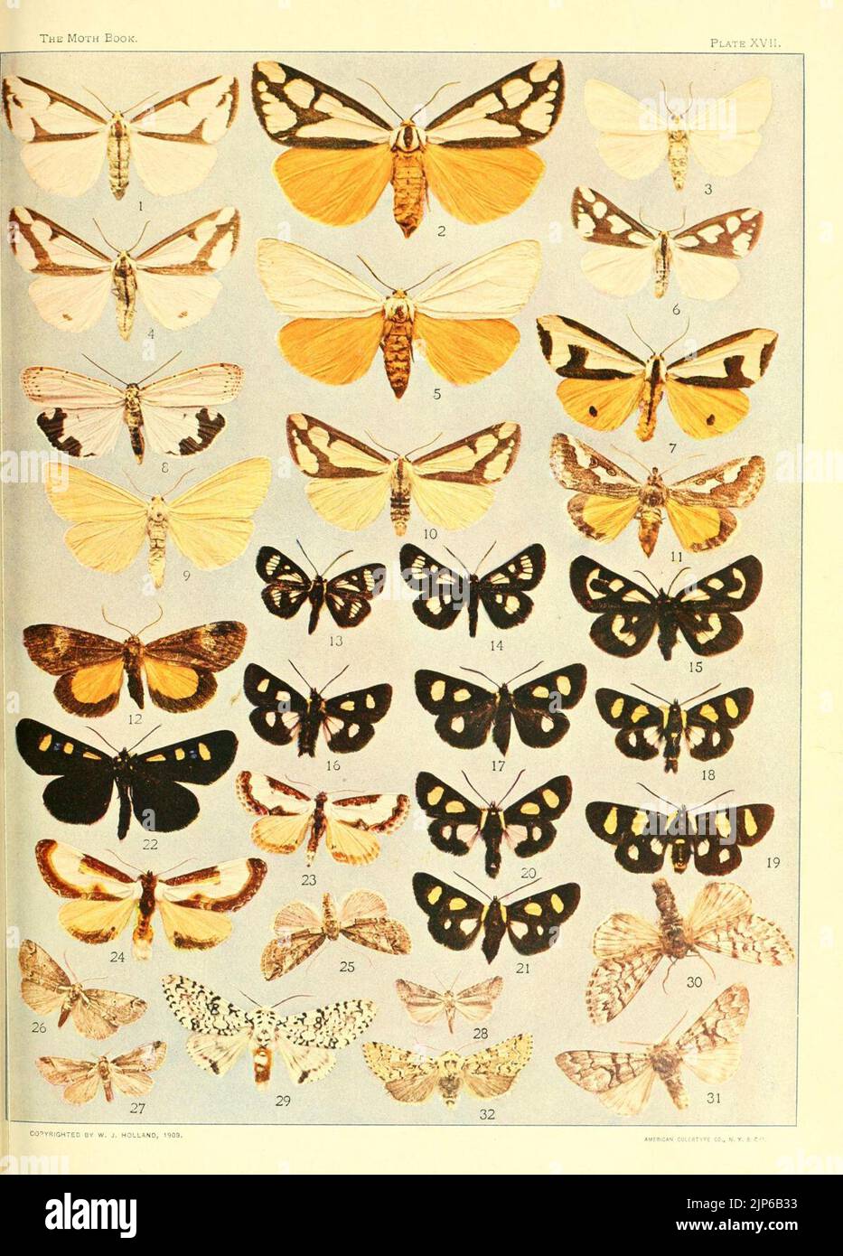 The moth book Stock Photo - Alamy