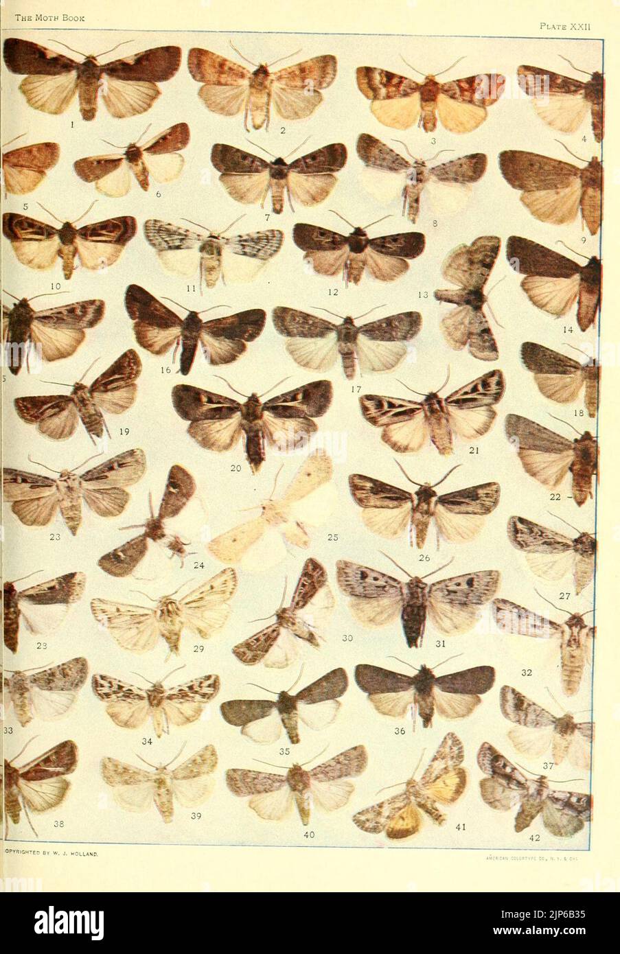 The moth book Stock Photo - Alamy