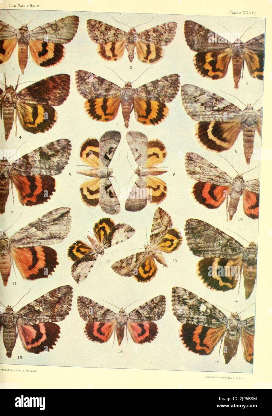 The moth book Stock Photo - Alamy