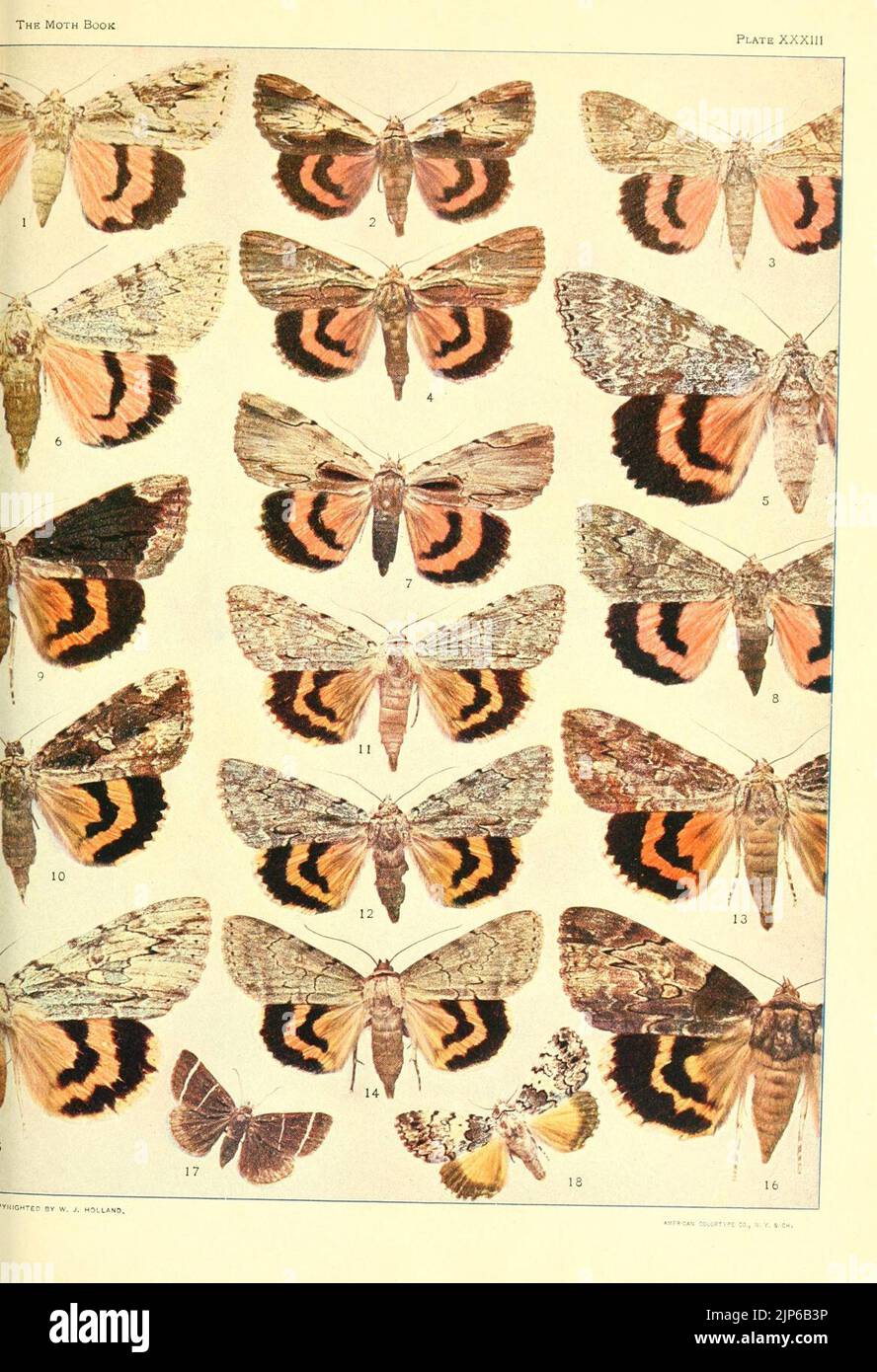 The moth book Stock Photo - Alamy