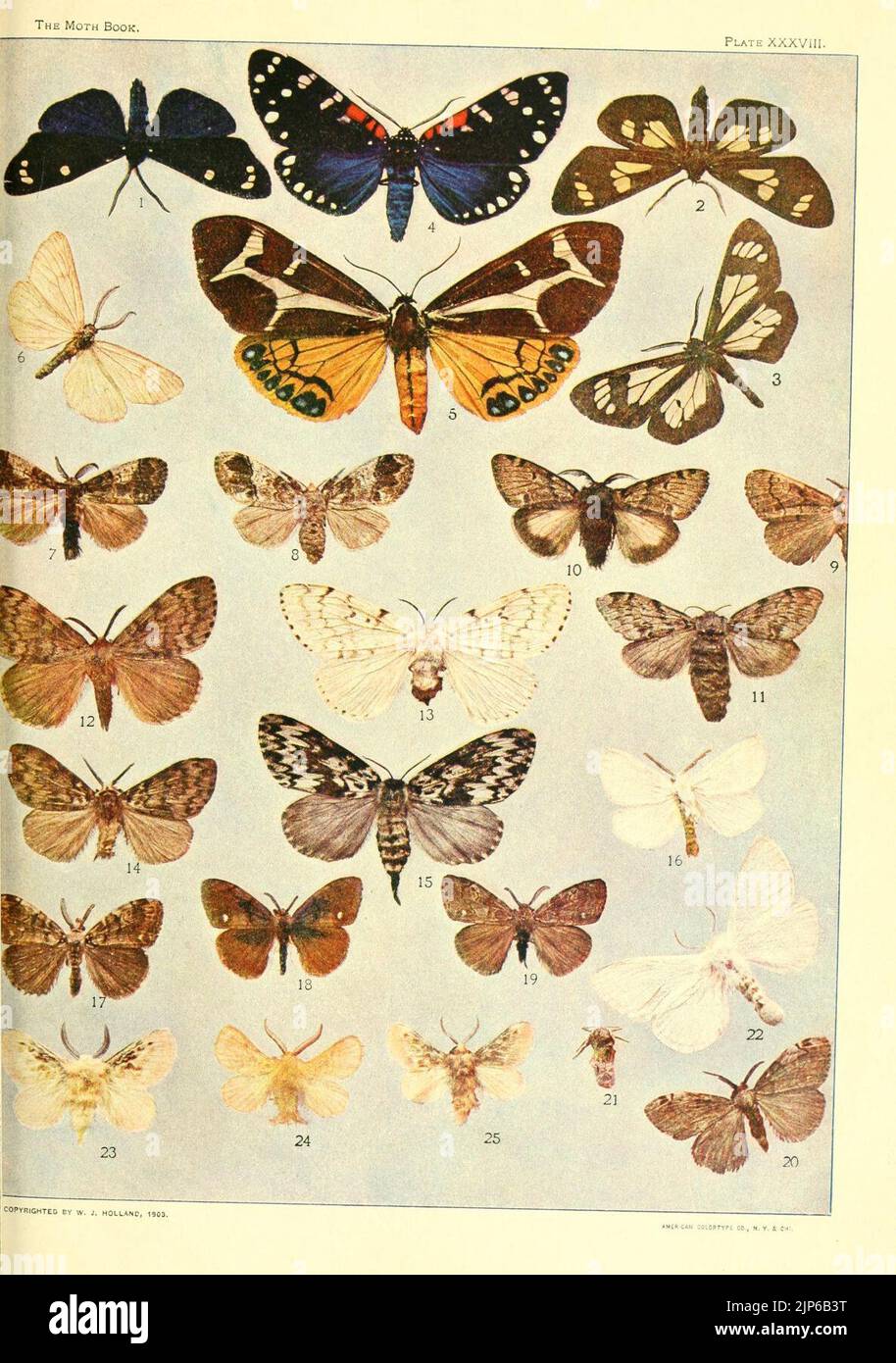 The moth book Stock Photo - Alamy