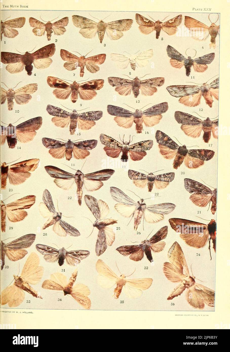 The moth book Stock Photo - Alamy