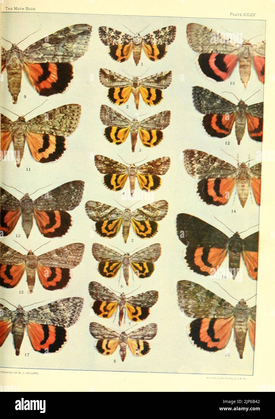 The moth book Stock Photo - Alamy