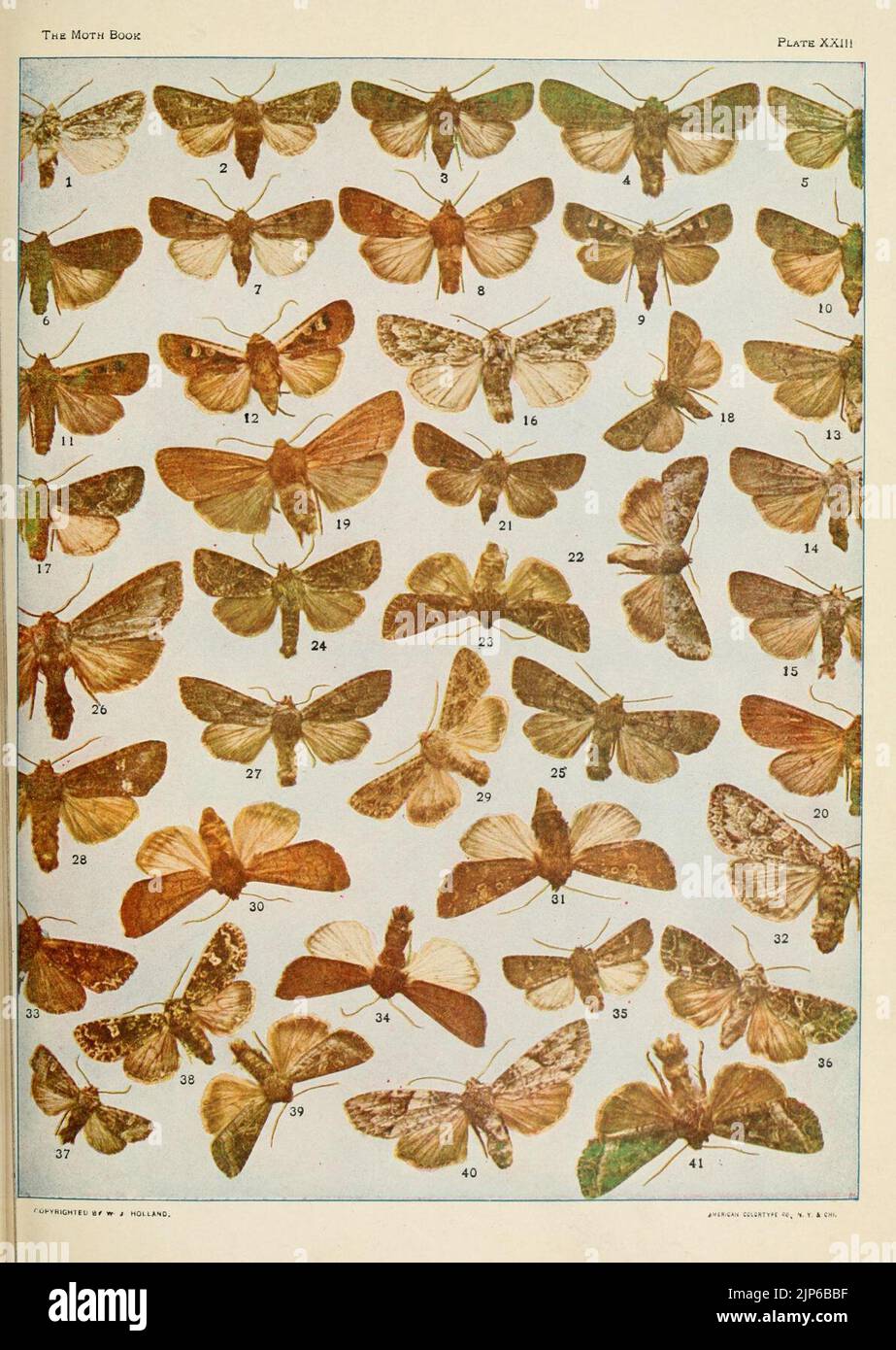 The moth book Stock Photo - Alamy