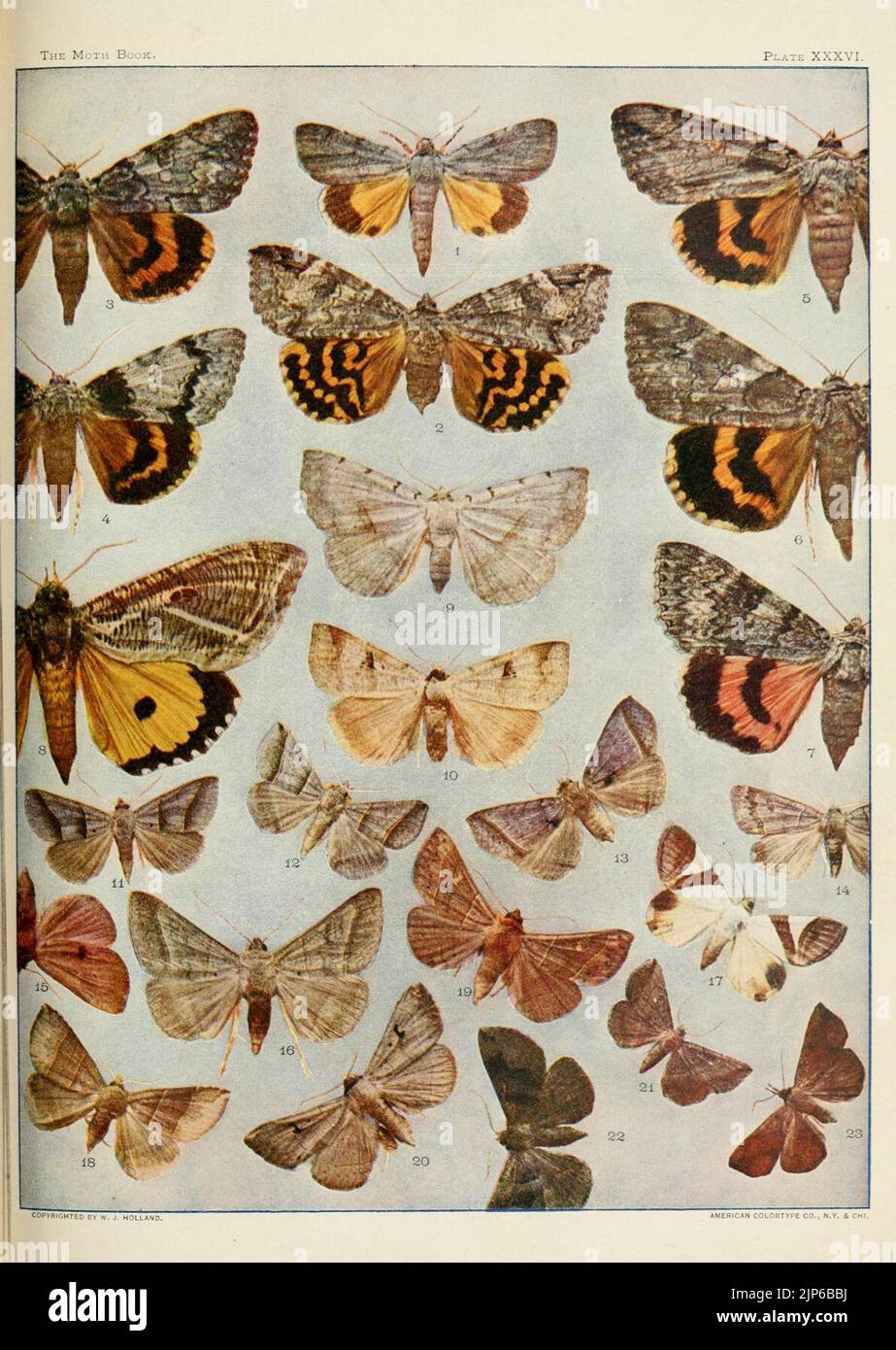 The moth book Stock Photo - Alamy