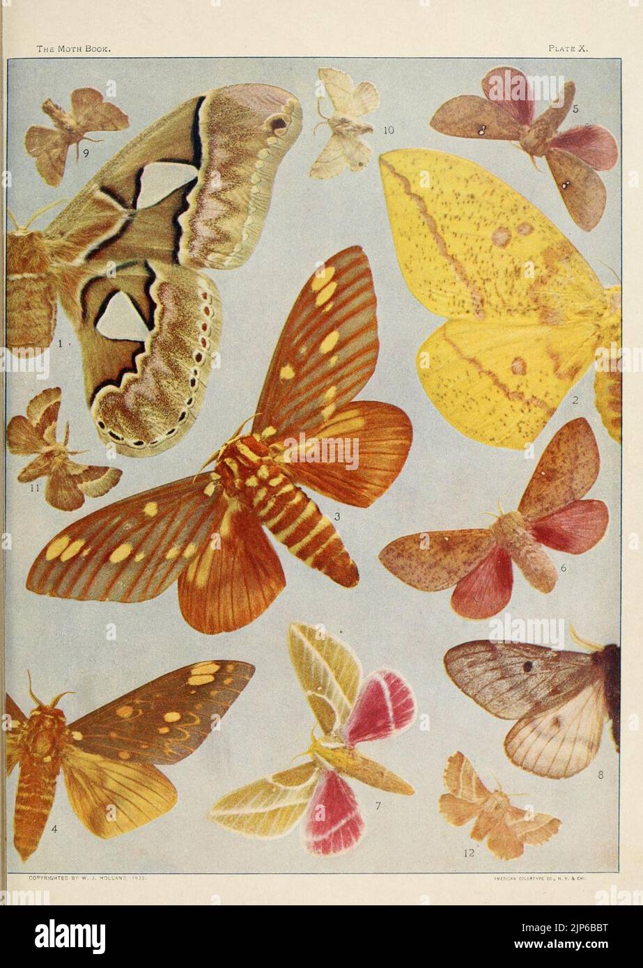 The moth book Stock Photo - Alamy