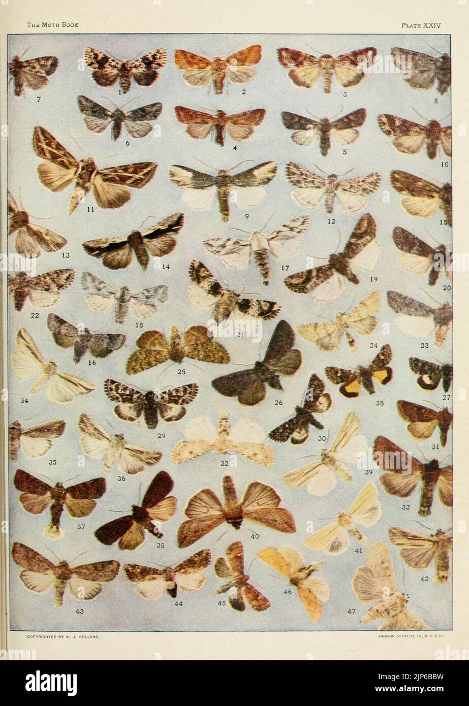 The moth book Stock Photo - Alamy