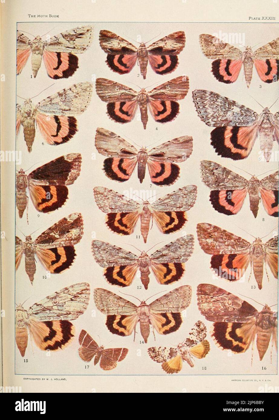 The moth book Stock Photo - Alamy