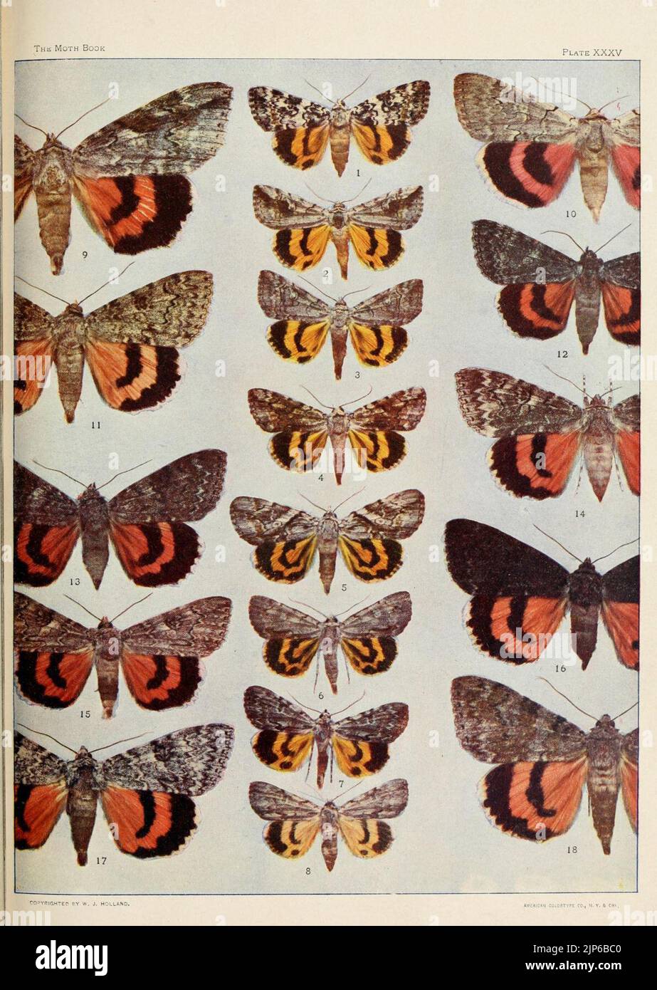 The moth book Stock Photo - Alamy
