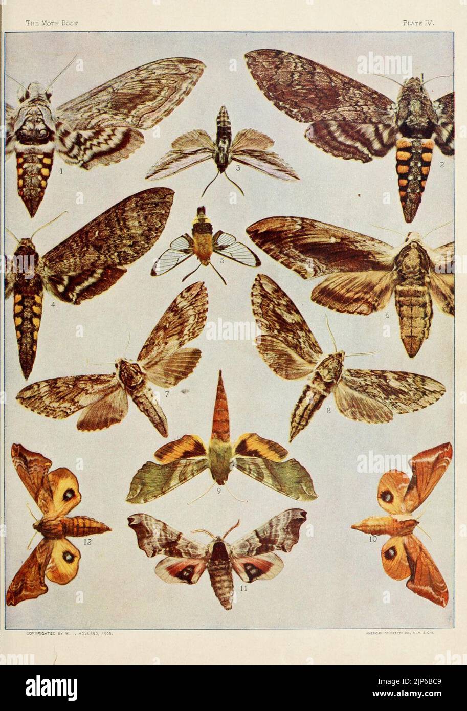 The moth book Stock Photo - Alamy