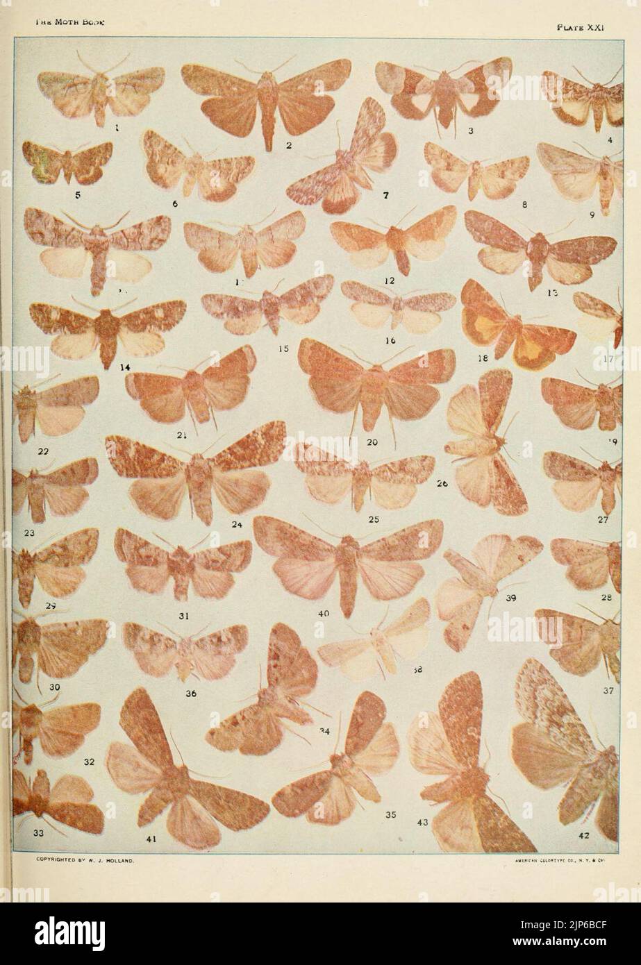 The moth book Stock Photo - Alamy