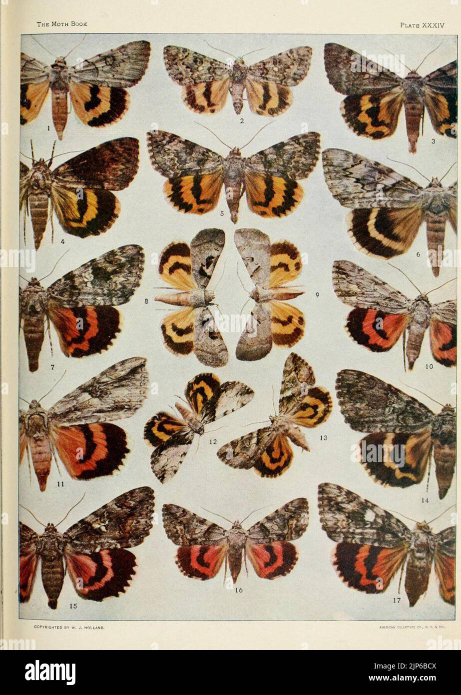 The moth book Stock Photo - Alamy