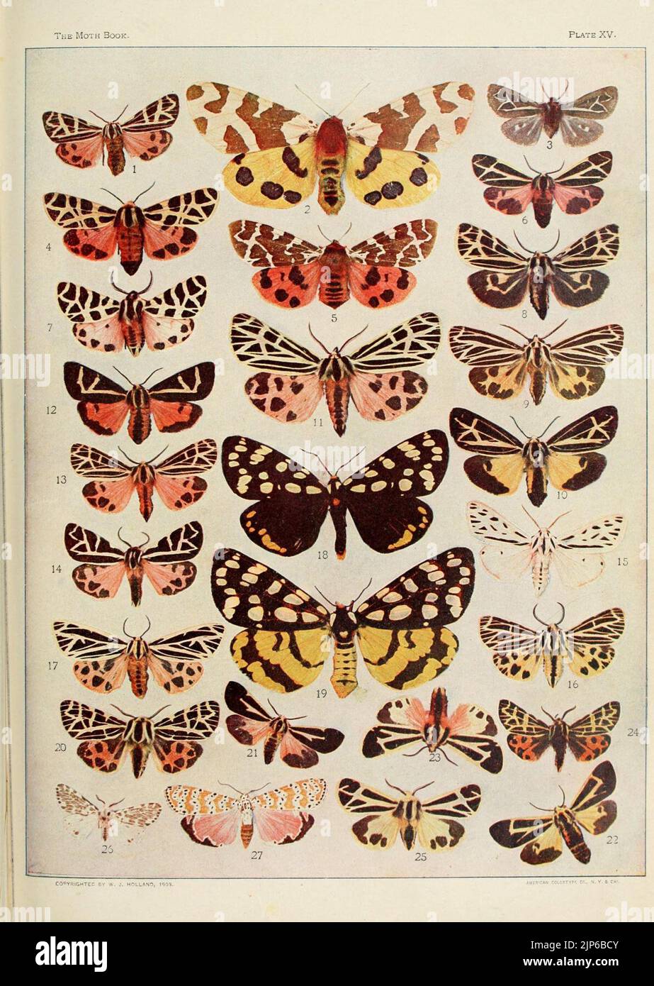 The moth book Stock Photo - Alamy