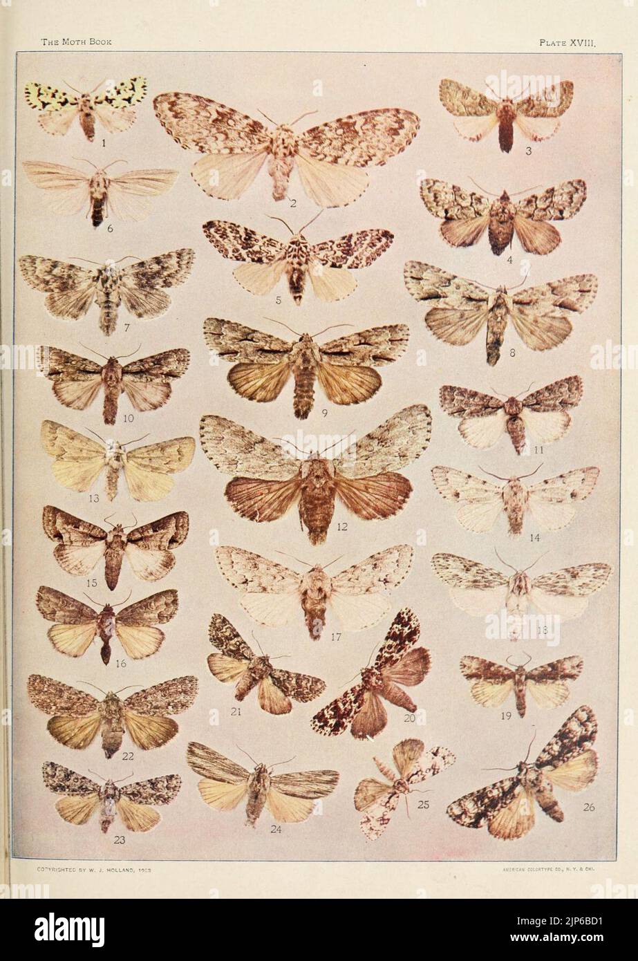 The moth book Stock Photo - Alamy