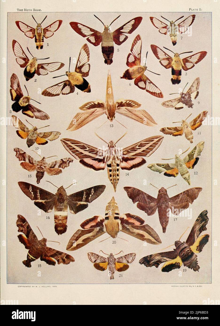 The moth book Stock Photo - Alamy