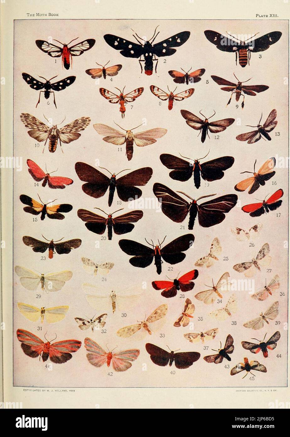 The moth book Stock Photo - Alamy