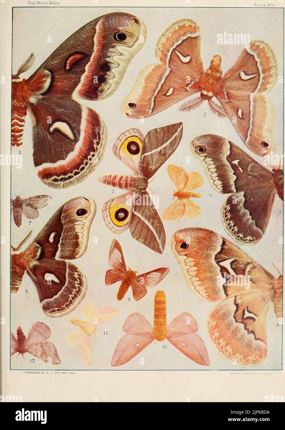 The moth book Stock Photo - Alamy