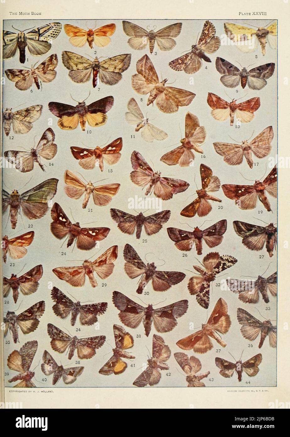 The moth book Stock Photo - Alamy