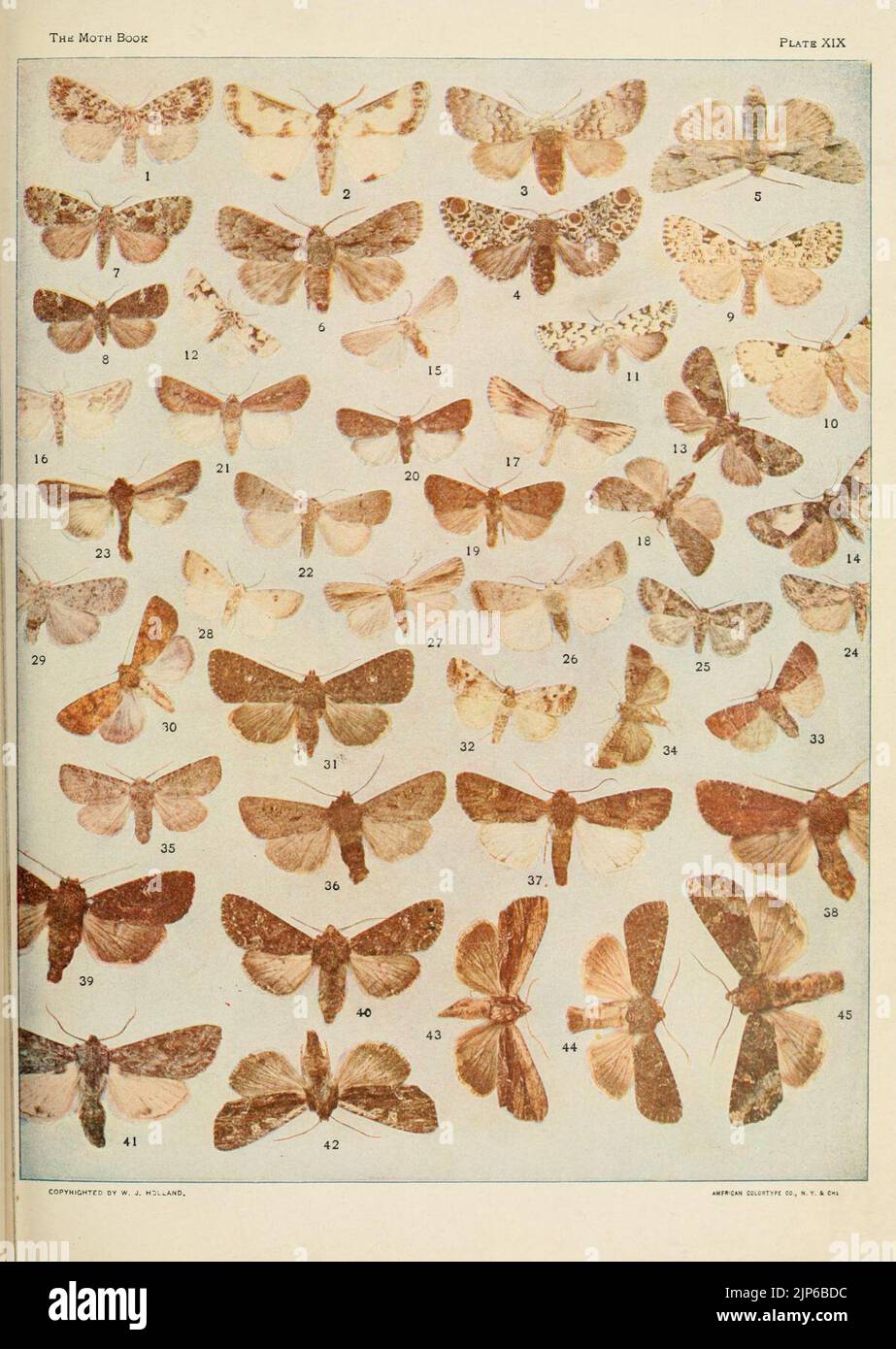 The moth book Stock Photo - Alamy