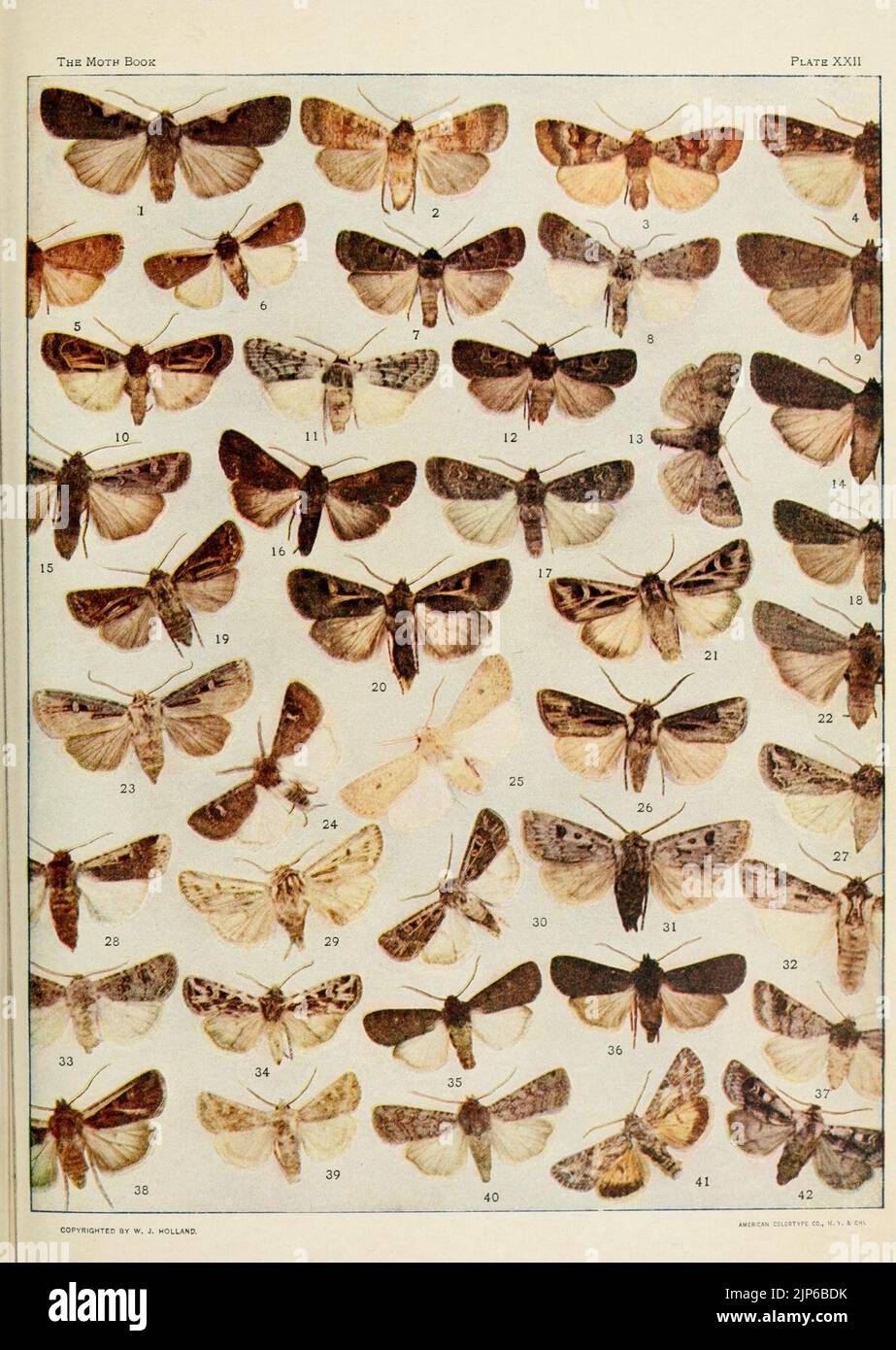 The moth book Stock Photo - Alamy
