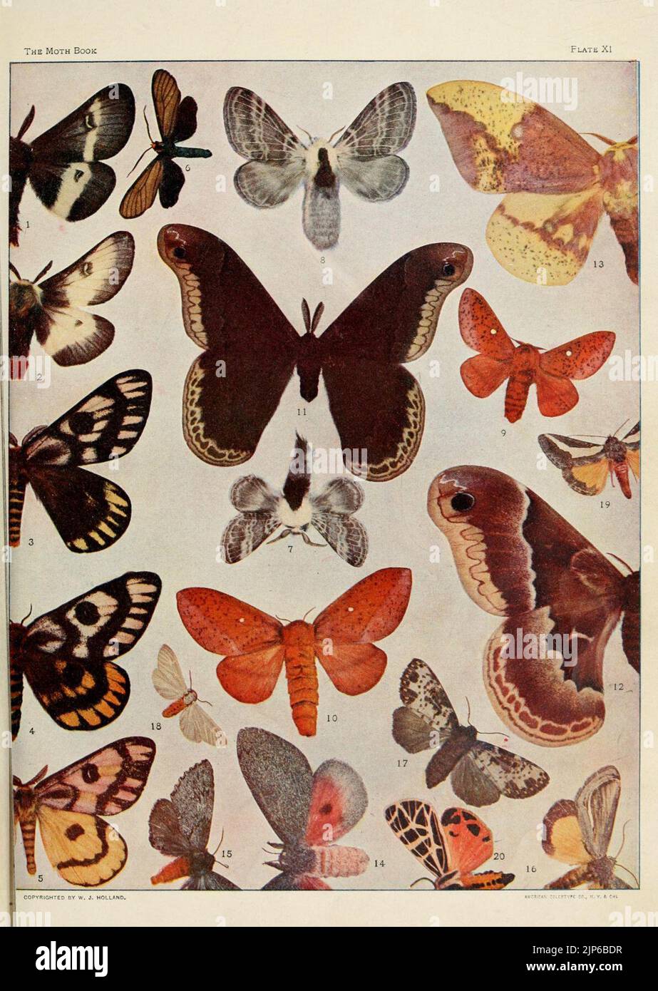 The moth book Stock Photo - Alamy