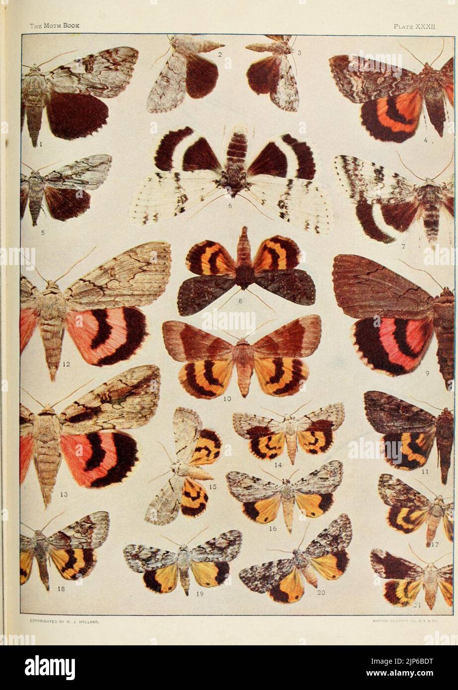 The moth book Stock Photo - Alamy