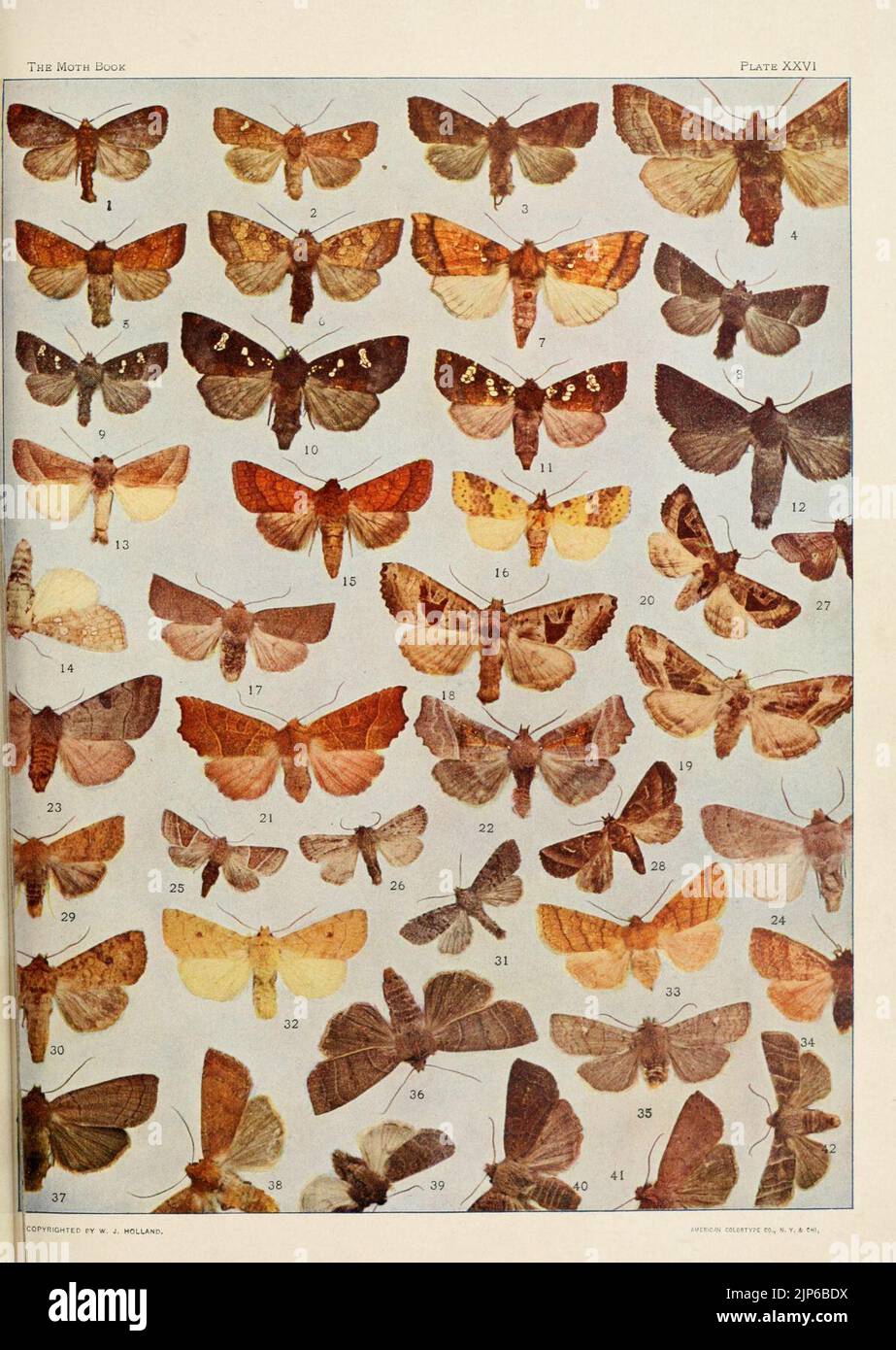 The moth book Stock Photo - Alamy