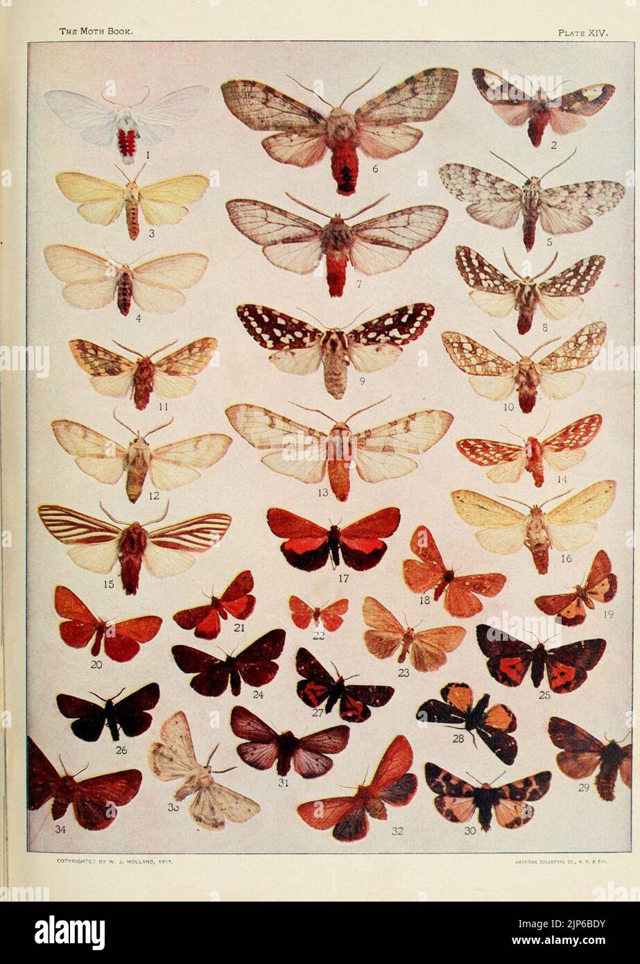 The moth book Stock Photo - Alamy