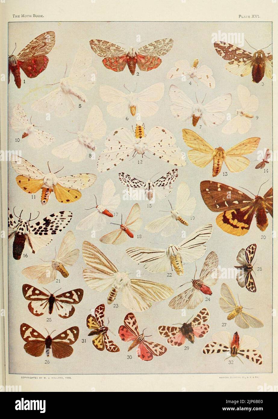 The moth book Stock Photo - Alamy