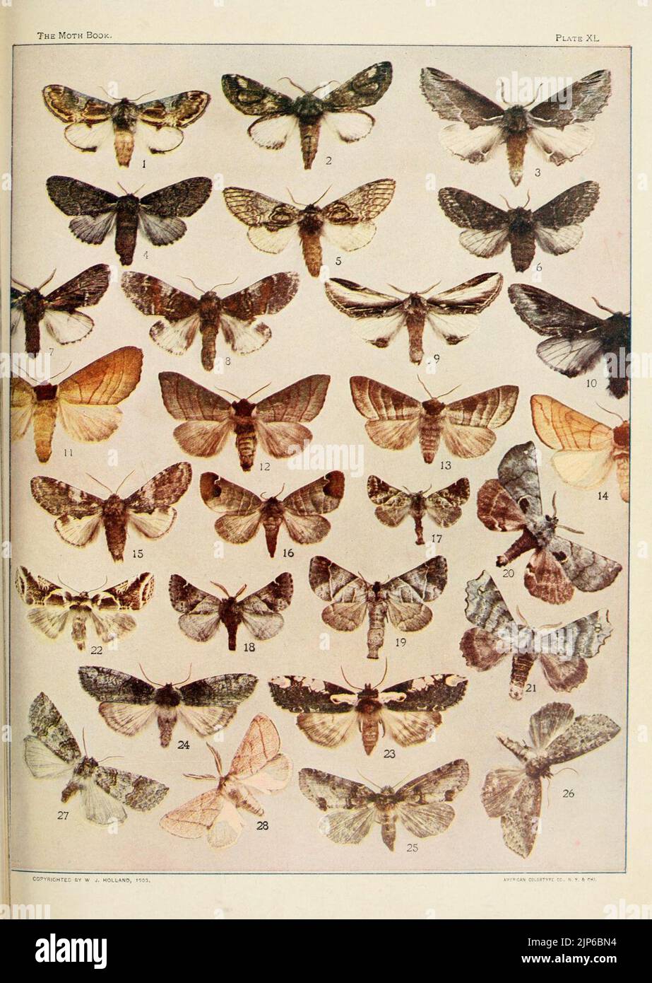 The moth book Stock Photo - Alamy