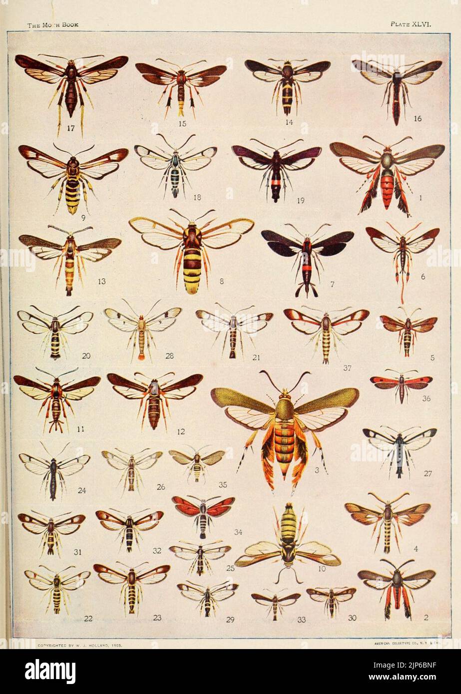 The moth book Stock Photo - Alamy
