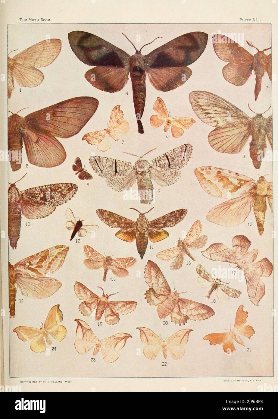 The moth book Stock Photo - Alamy