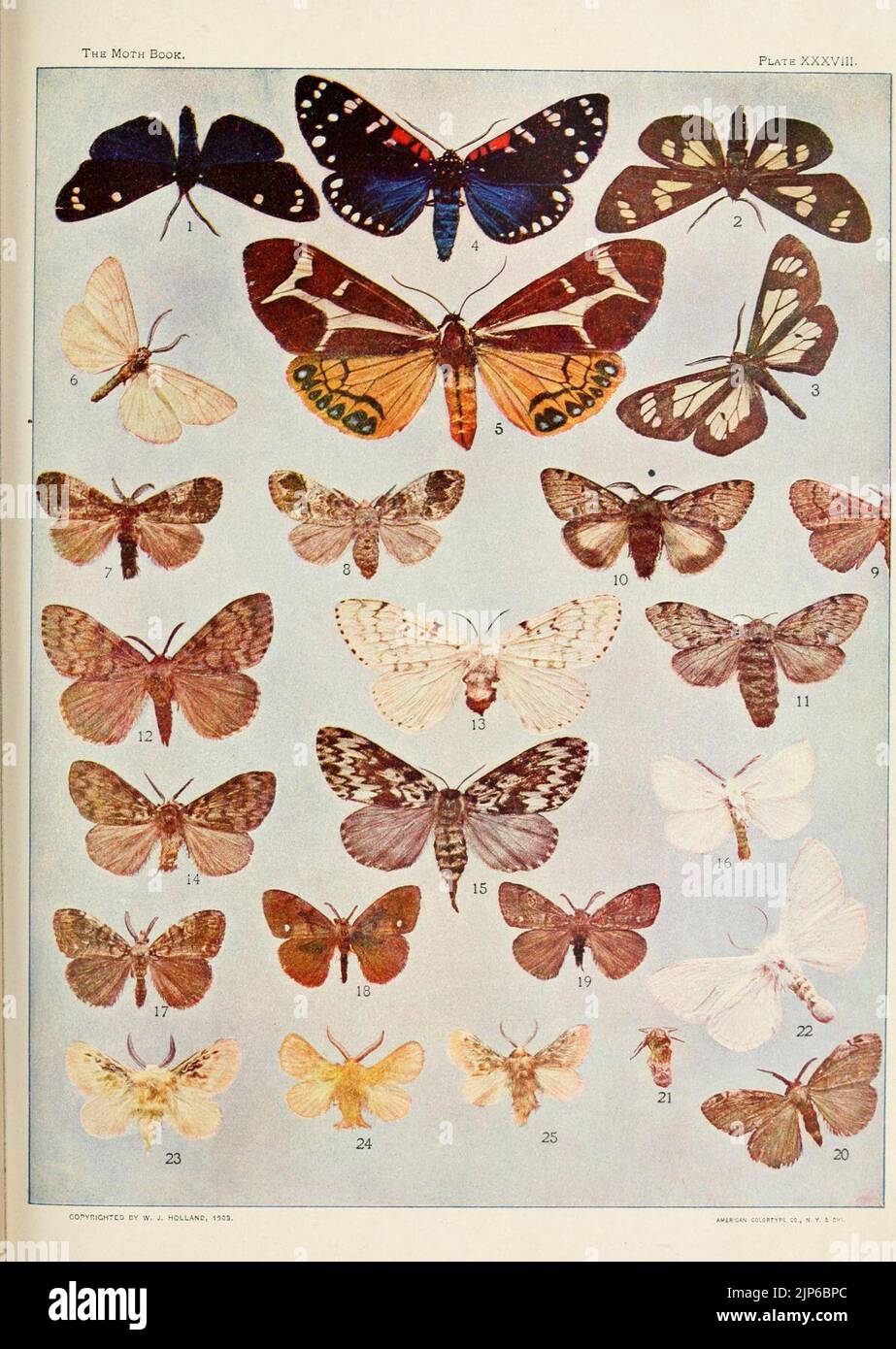The moth book Stock Photo - Alamy