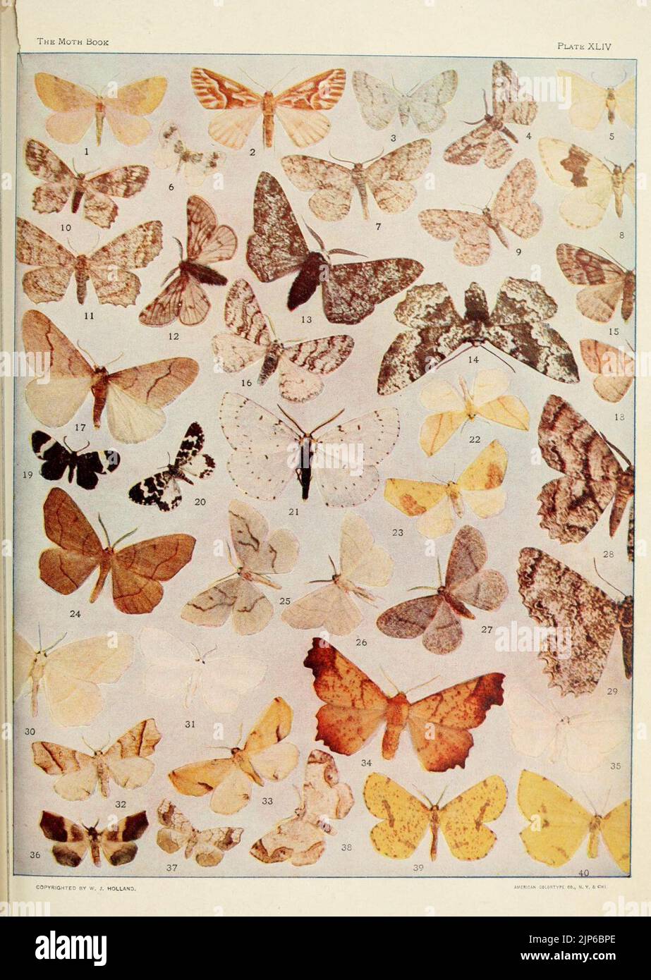 The moth book Stock Photo - Alamy