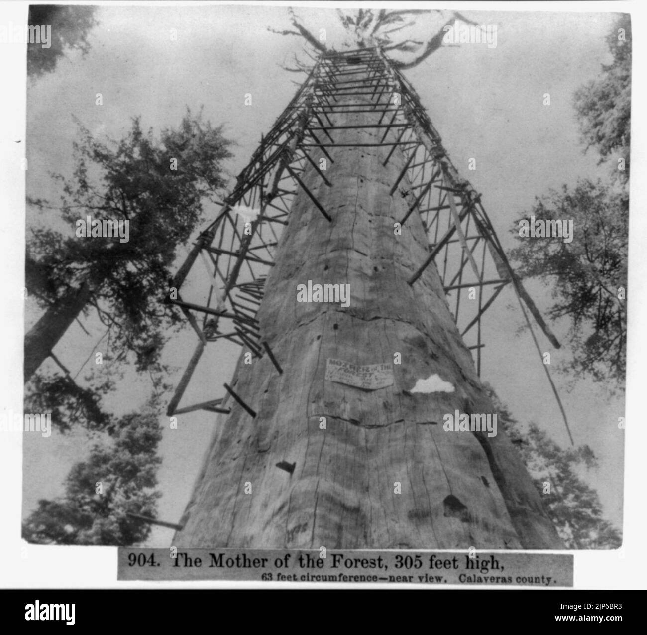 The Mother of the Forest, 305 ft high giant tree; 63 ft circumference ...