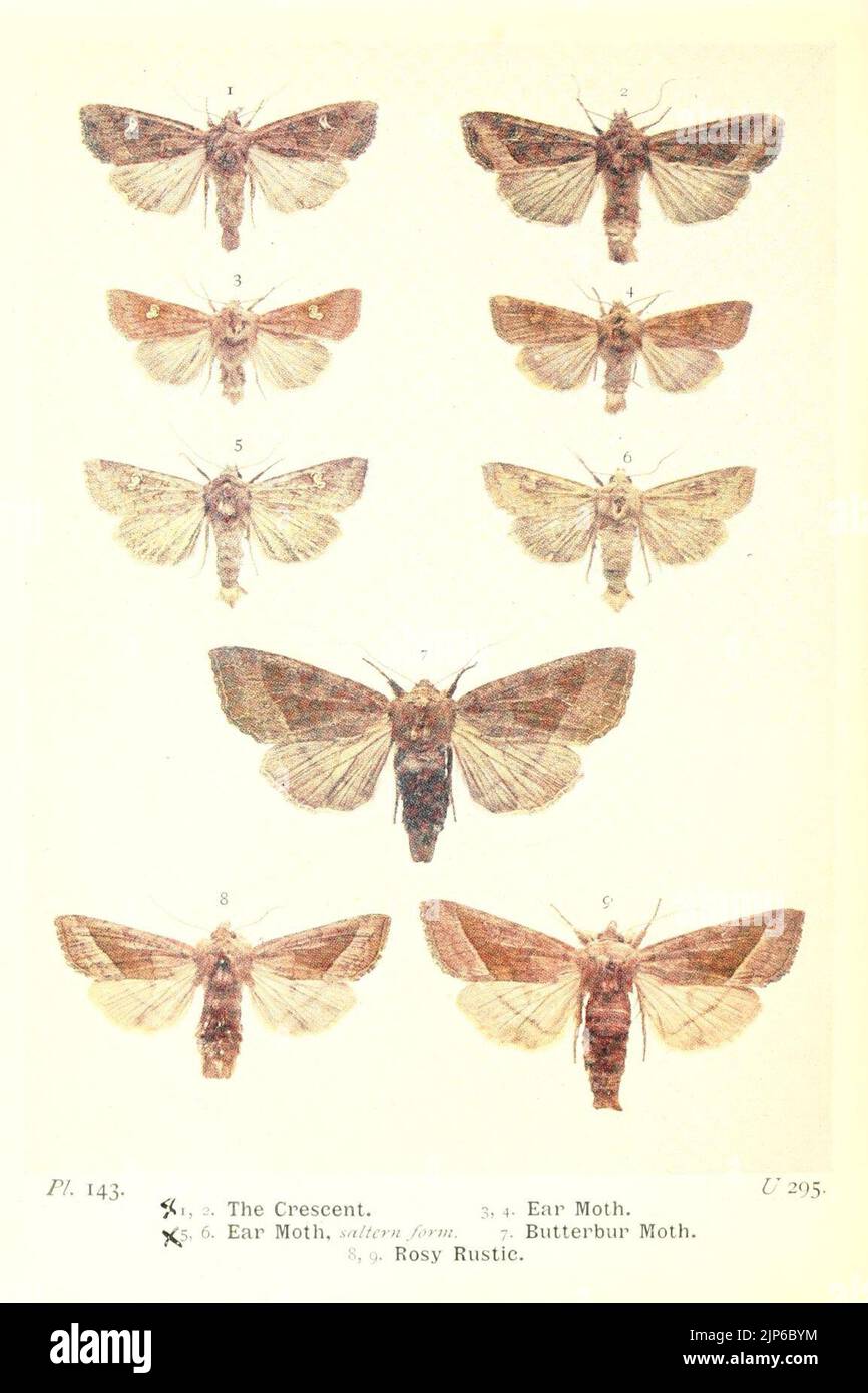 The moths of the British Isles Stock Photo - Alamy