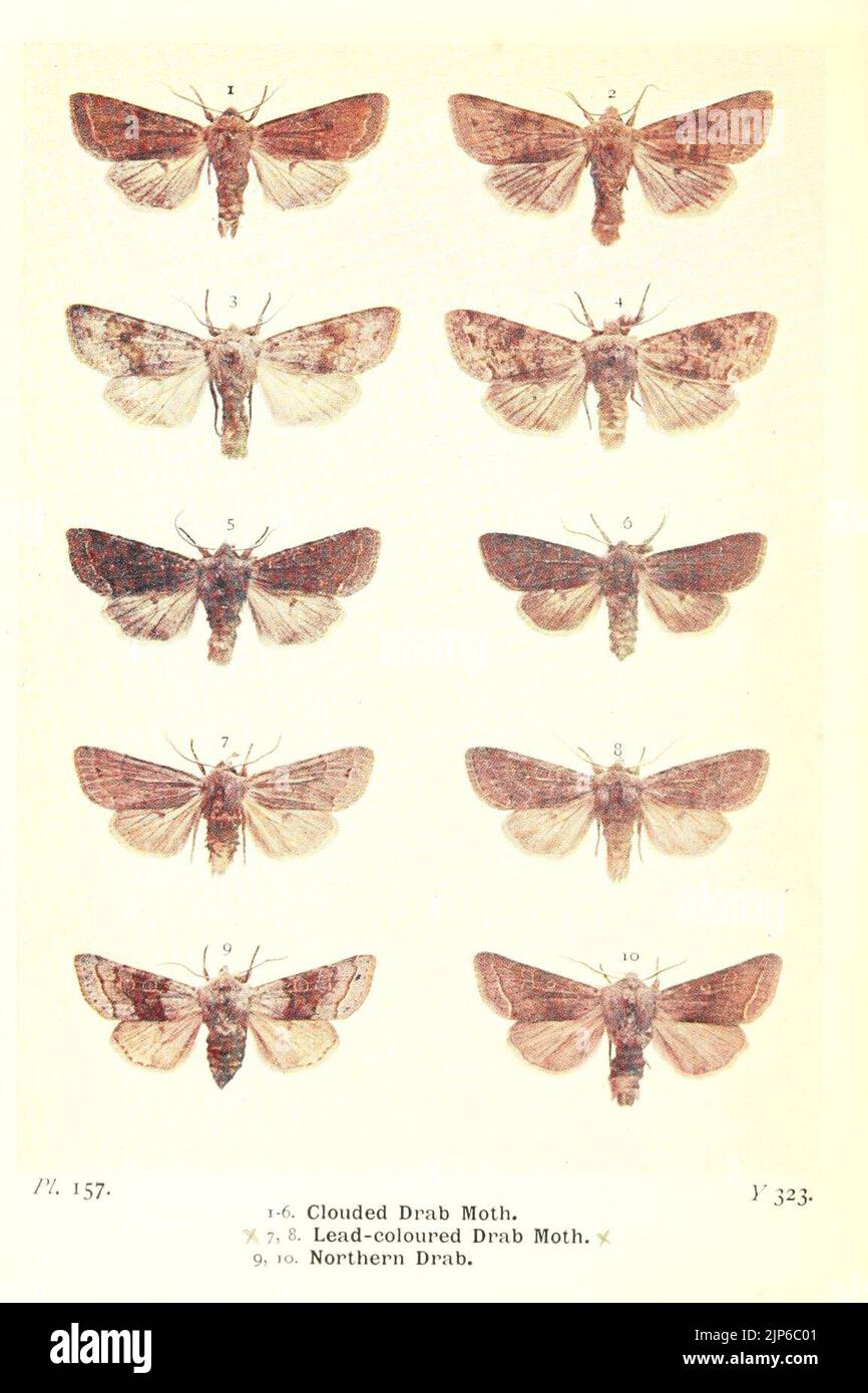 The moths of the British Isles Stock Photo - Alamy