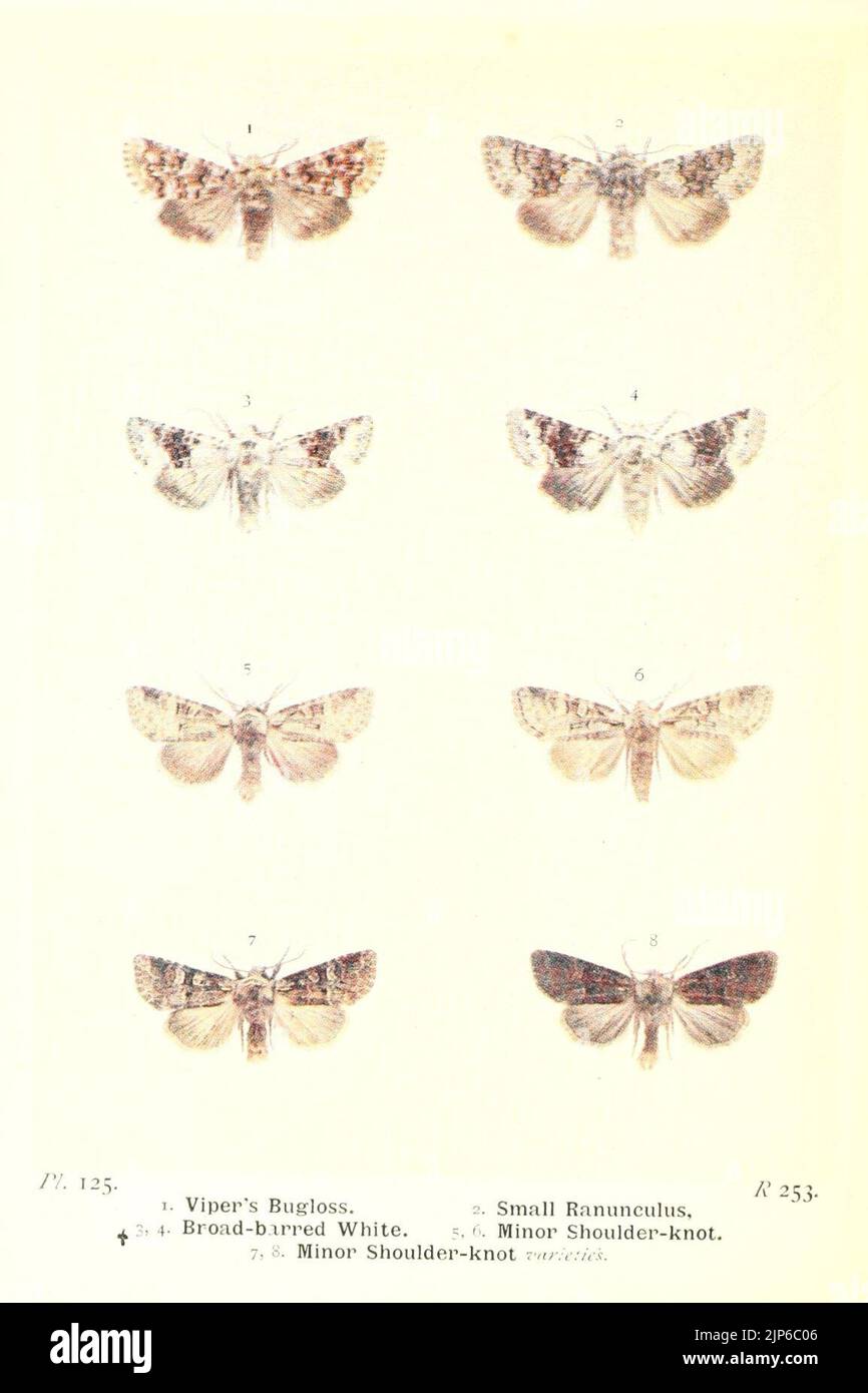 The moths of the British Isles Stock Photo - Alamy