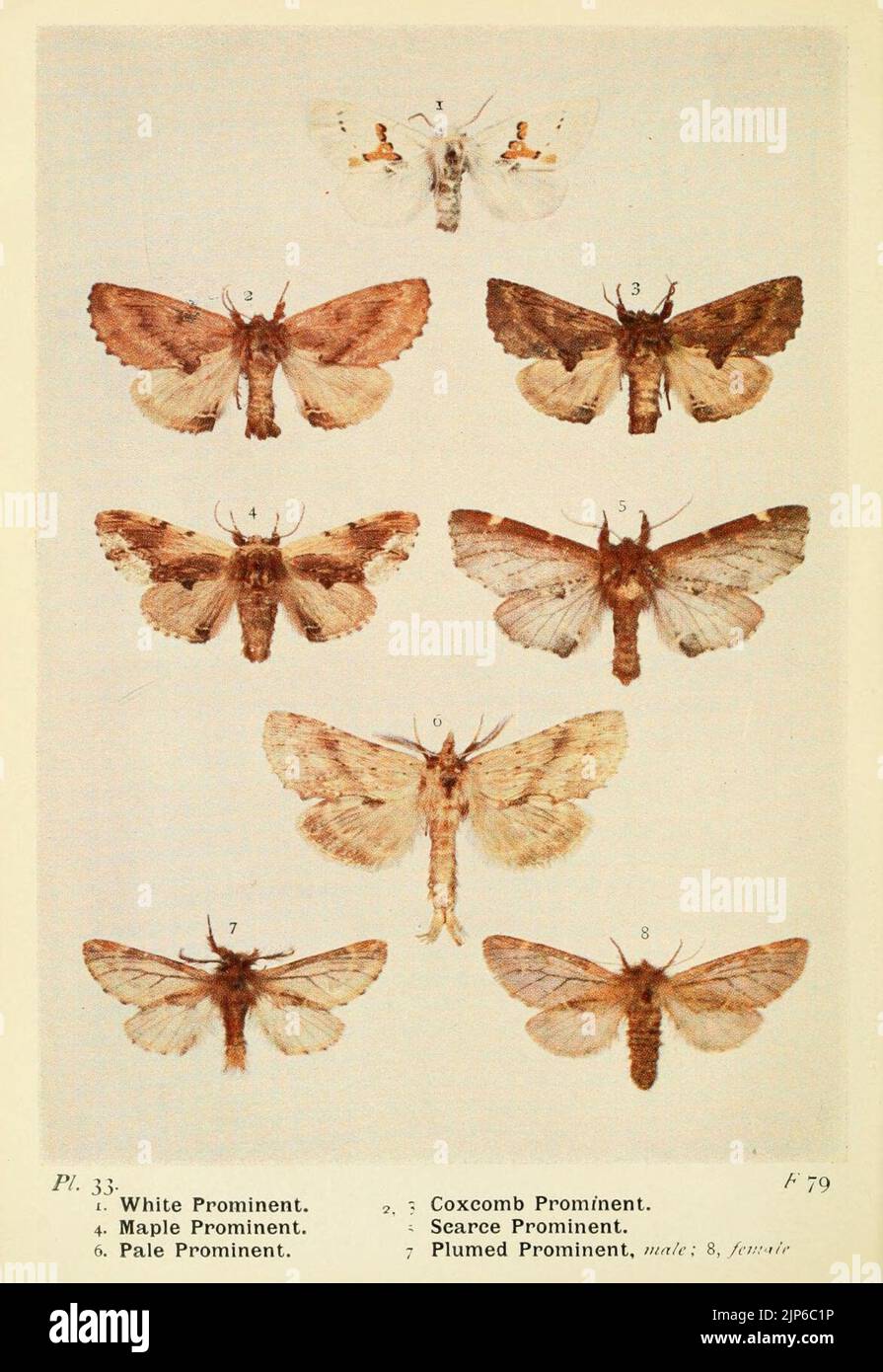 The moths of the British Isles Stock Photo - Alamy