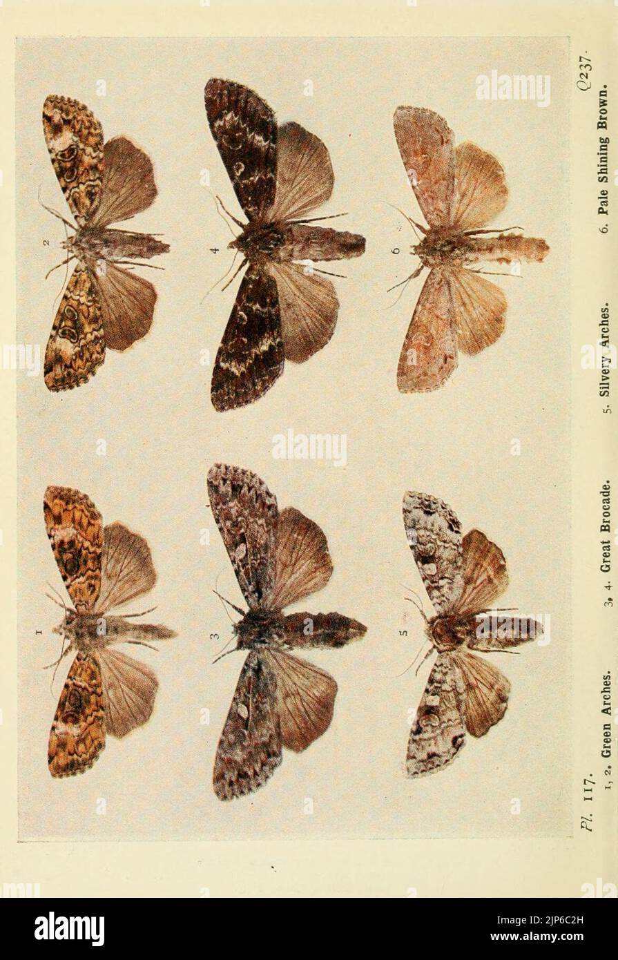 The moths of the British Isles Stock Photo - Alamy