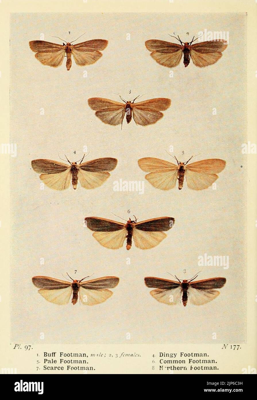 The moths of the British Isles Stock Photo - Alamy