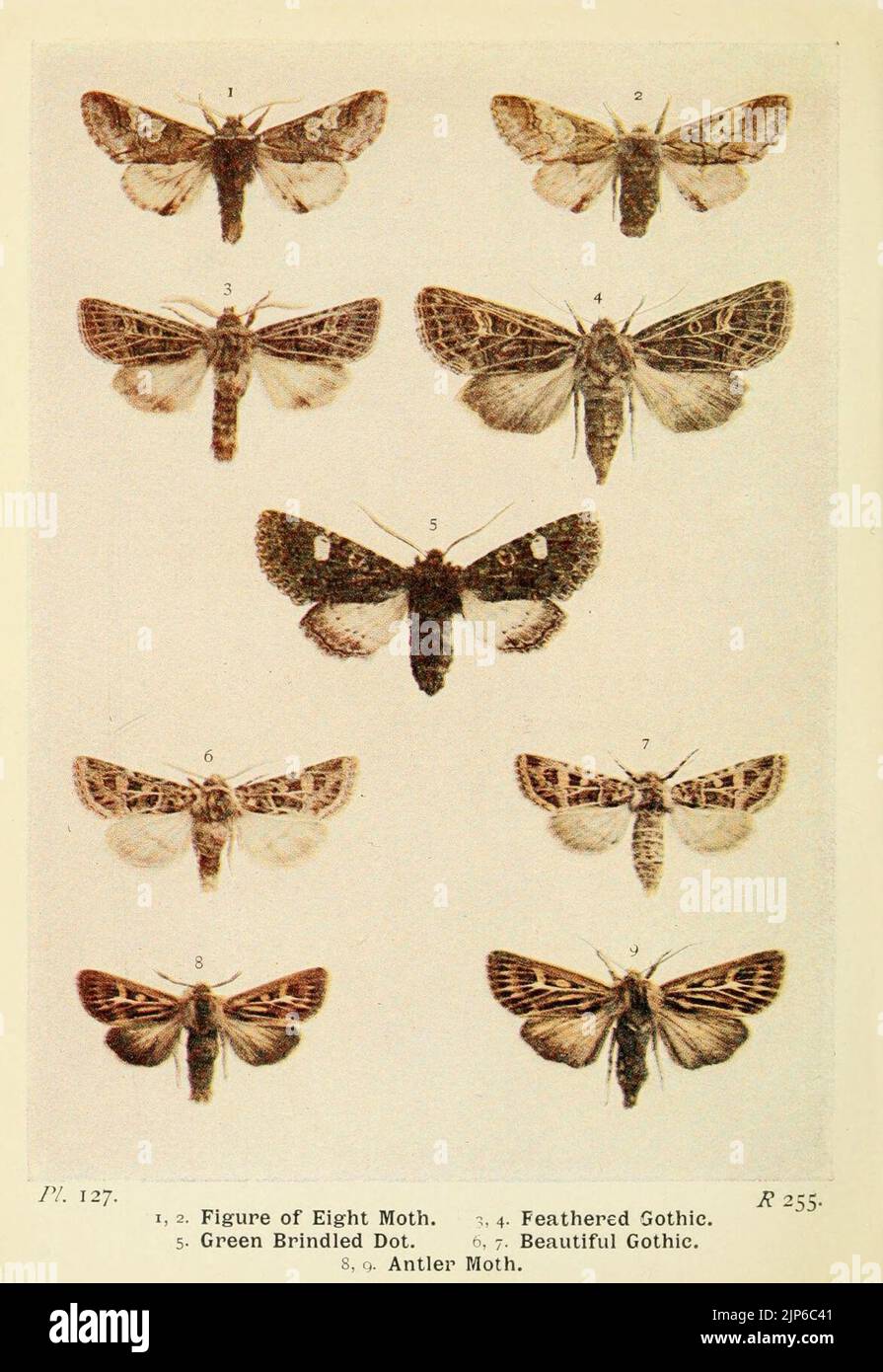 The moths of the British Isles Stock Photo - Alamy
