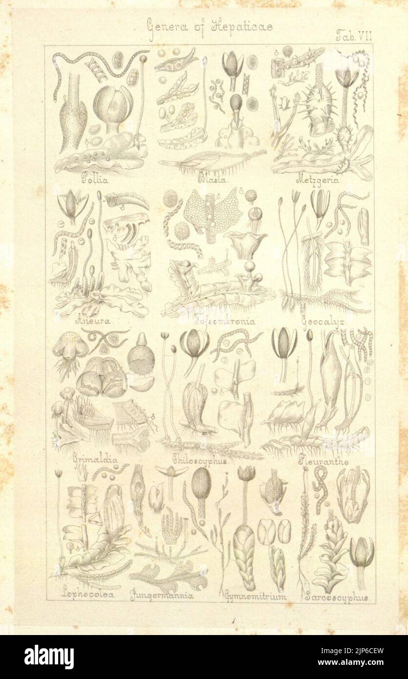The musci and hepaticae of the United States east of the Mississippi ...