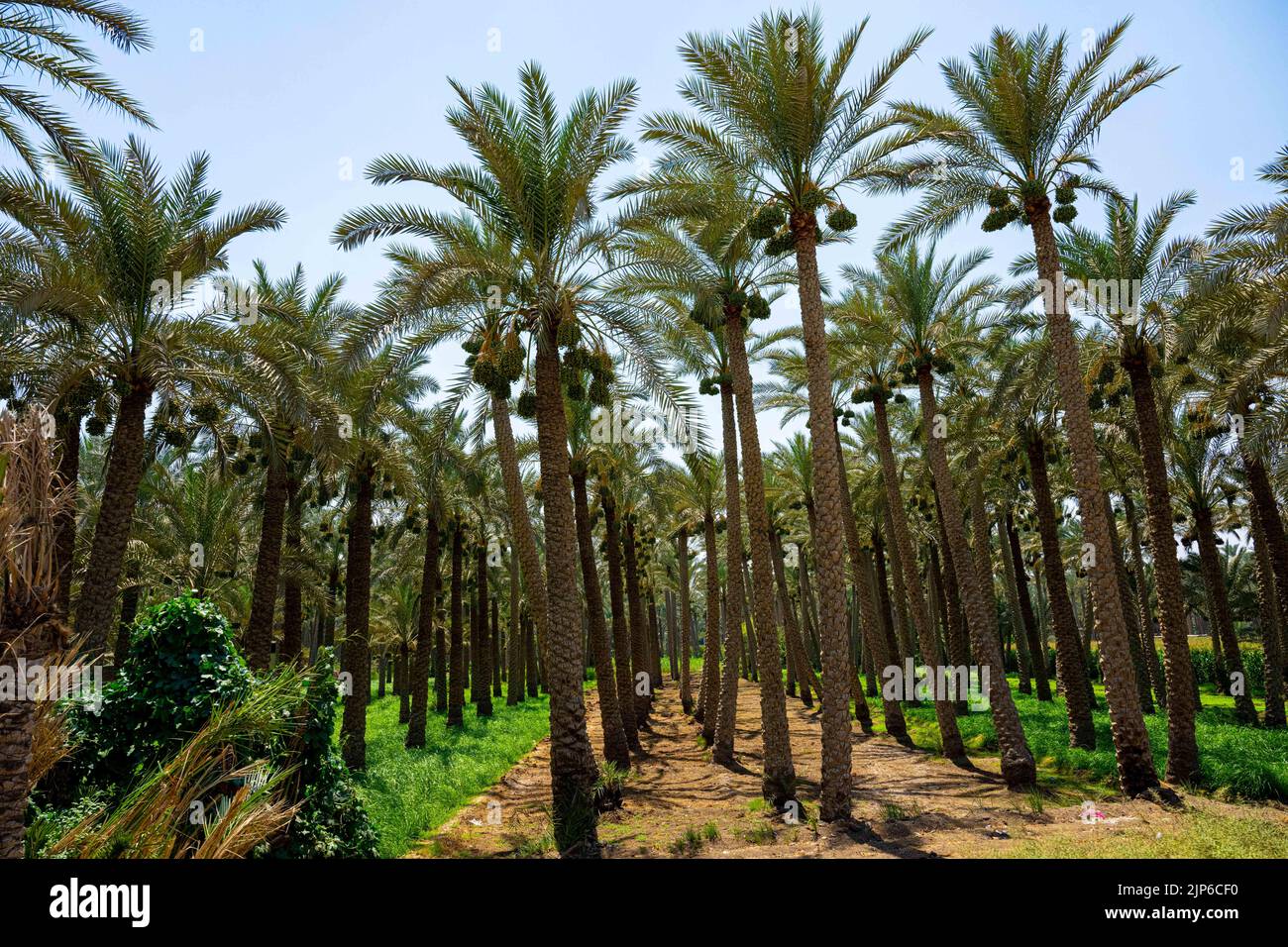 Giza, Egypt - 15 Aug 2022, The green Nile River delta, on the west bank ...
